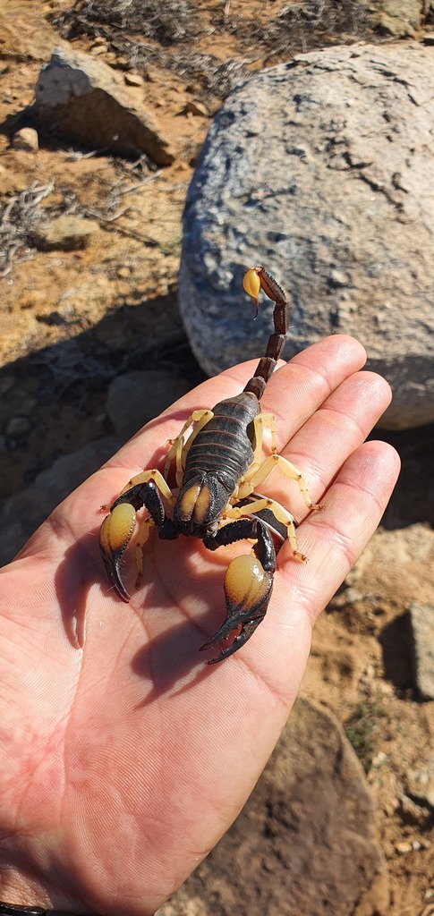 Namaqua Burrowing Scorpion from Namakwa, South Africa on June 2, 2022 ...