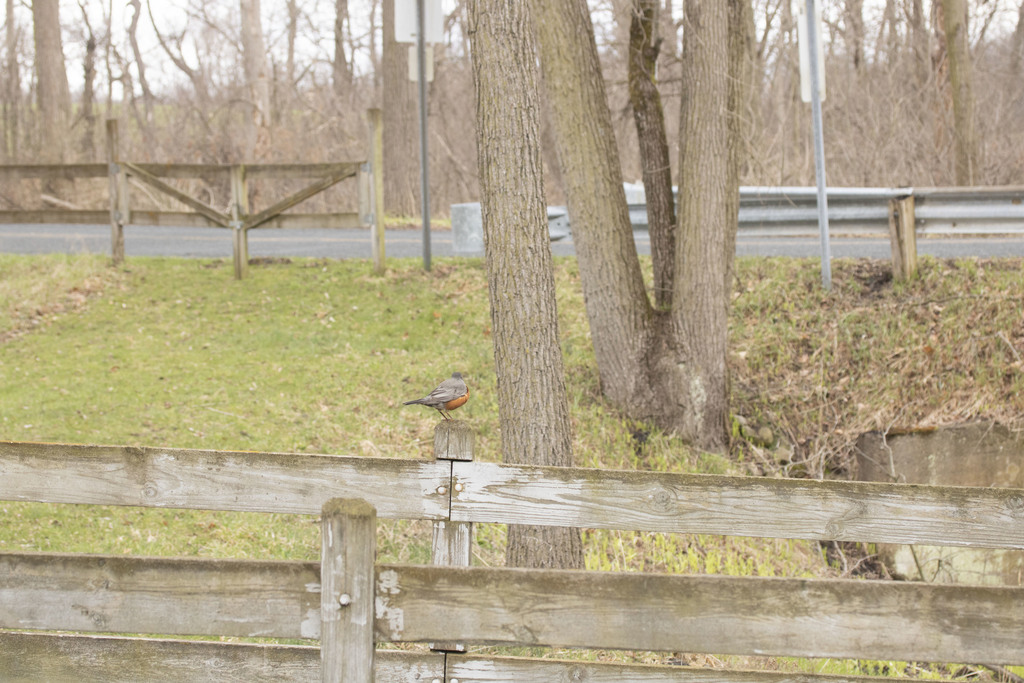 American Robin from Scotts, MI 49088, USA on April 8, 2022 at 10:15 AM ...