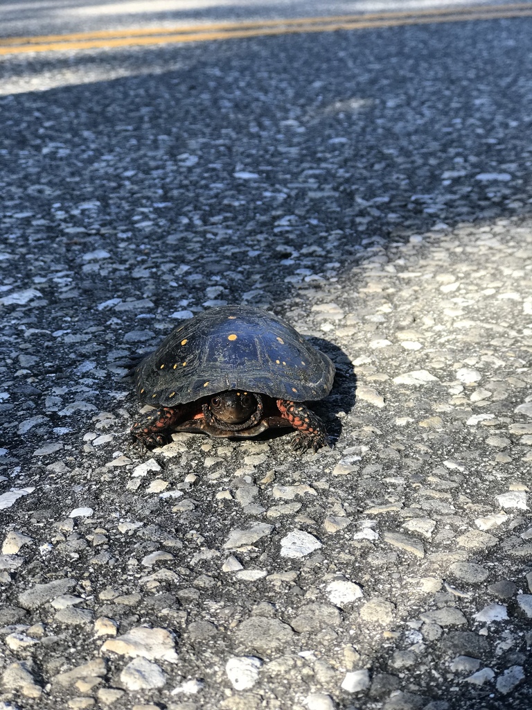 Spotted Turtle in June 2018 by kellcrispin · iNaturalist