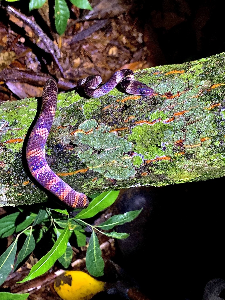 Forest Flame Snake from Cumaral, Meta, CO on May 18, 2022 at 06:43 PM ...