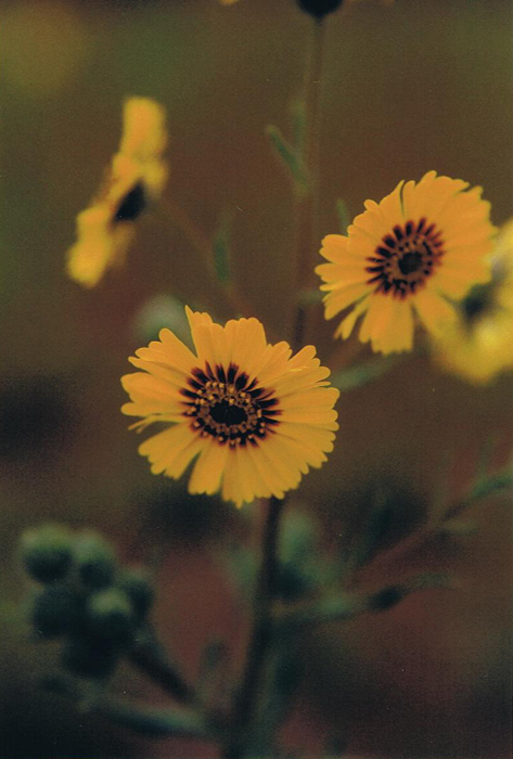 Common Madia from Lane County, OR, USA on July 01, 2004 by Gregg Below ...