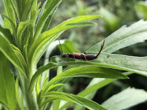 Family Diplatyidae · iNaturalist