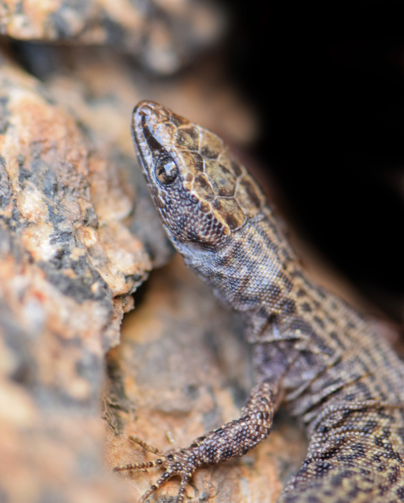 Arizona Night Lizard in May 2022 by Ryan O'Donnell. Record also entered ...