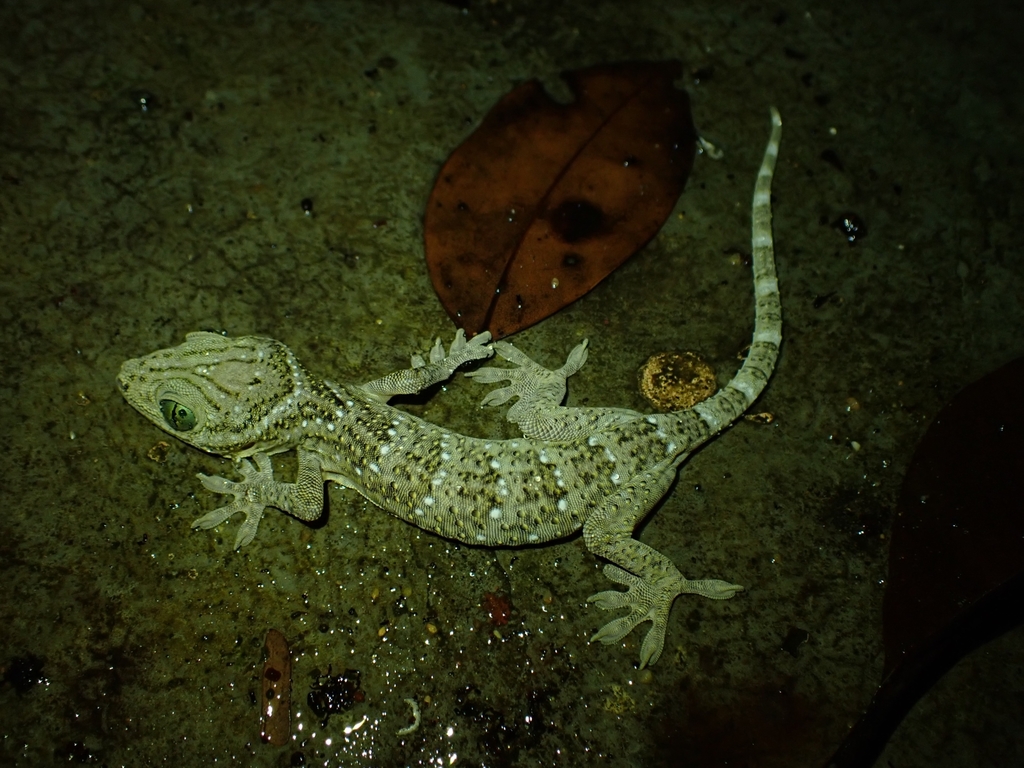 Large Forest Gecko in December 2020 by tovb tunweera · iNaturalist