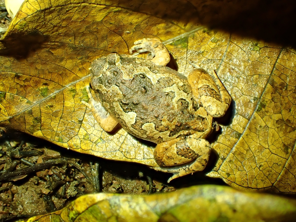 Burmese Squat Frog in November 2020 by tovb tunweera · iNaturalist