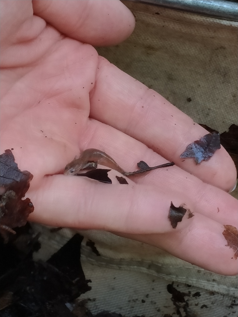 Valdina Farms Salamander in June 2022 by AnnaStasia Torres · iNaturalist