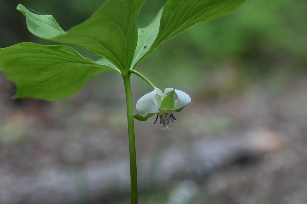 nodding trillium from Ashland County, WI, USA on June 7, 2022 at 12:15 ...