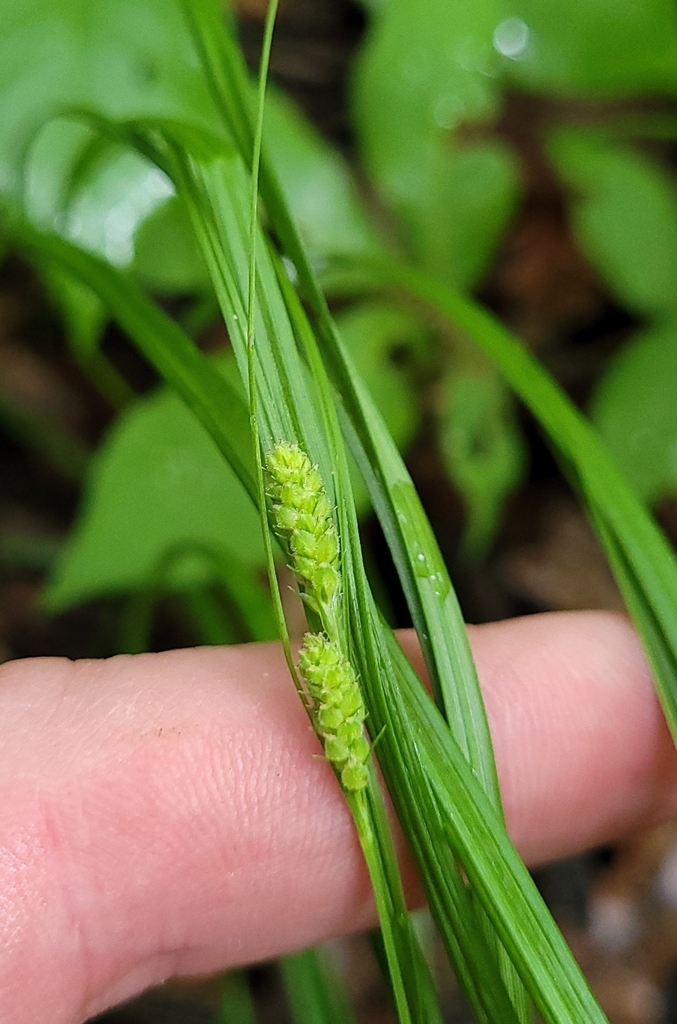 Swan's sedge in June 2022 by Andrew Minielly · iNaturalist