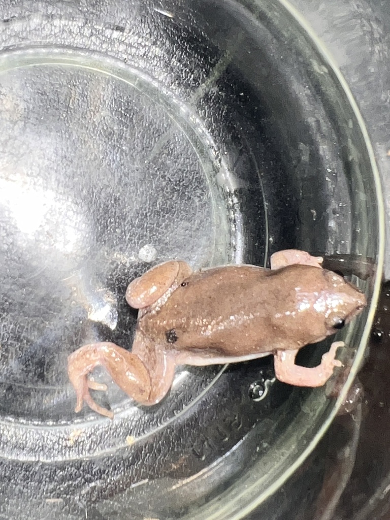 Western Narrow-mouthed Toad from E Atlanta Ave, Davis, OK, US on June ...