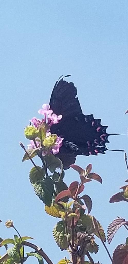 Mimoides thymbraeus aconophos from Chapultepec on June 07, 2022 at 04: ...