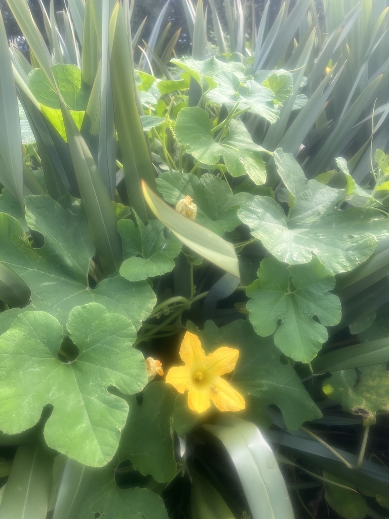 fig-leafed gourd from Dave Culham Drive, Parahaki, Northland, NZ on ...