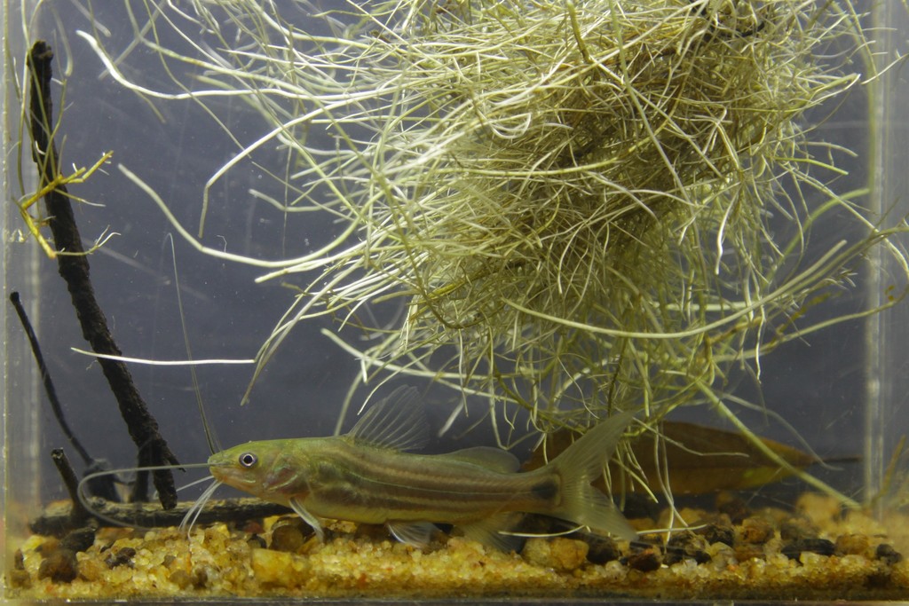 Mystus nanus from Kurunegala, Sri Lanka on June 5, 2022 at 12:28 PM by ...