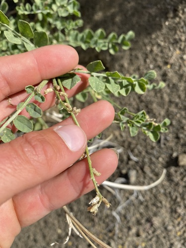Lahontan Milkvetch (Astragalus porrectus) · iNaturalist