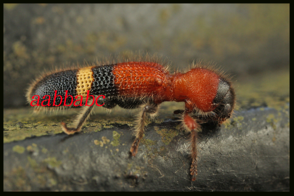 Tilloidea notata from 香港山頂 on August 1, 2014 at 03:04 PM by aabbabc ...