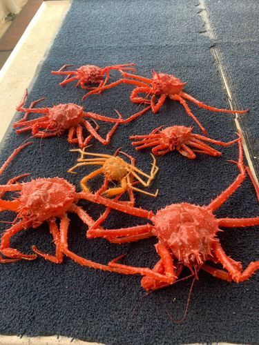 Lithodes nintokuae · iNaturalist Mexico