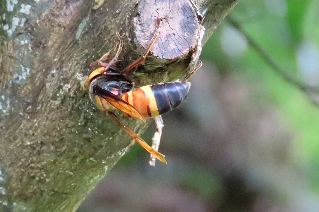 Southern Giant Hornet from 鳳園蝴蝶保育區 on June 5, 2022 at 01:05 PM by ...