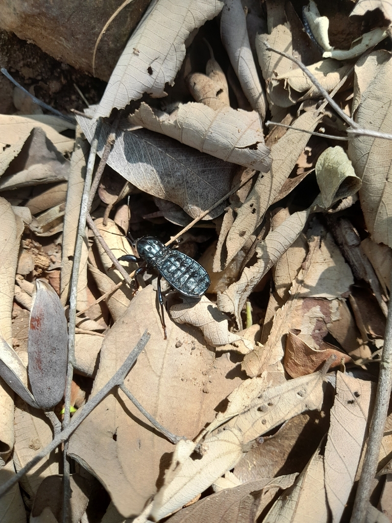 Millipede Assassin Bugs from Annamalai R.F., Tamil Nadu, India on June ...