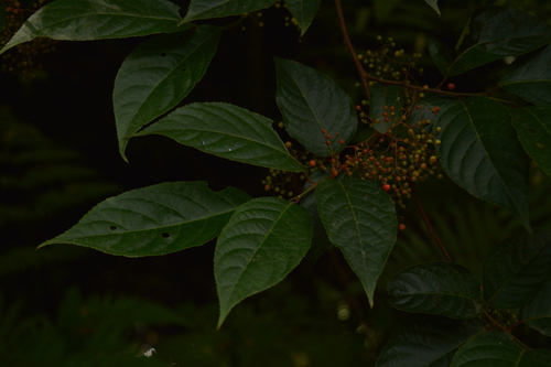 Palo de agua (Perrottetia ovata)