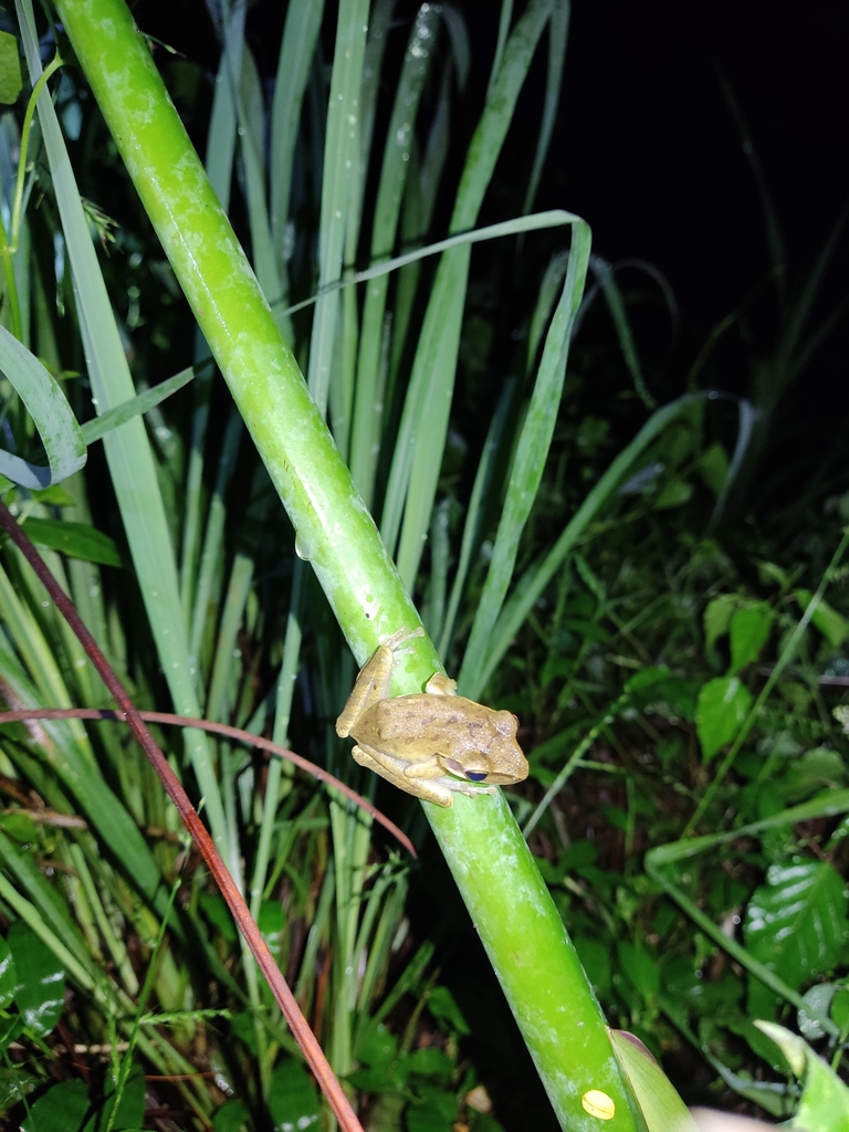 Common Southeast Asian Tree Frog from Gemangan, Sinduadi, Kec. Mlati ...