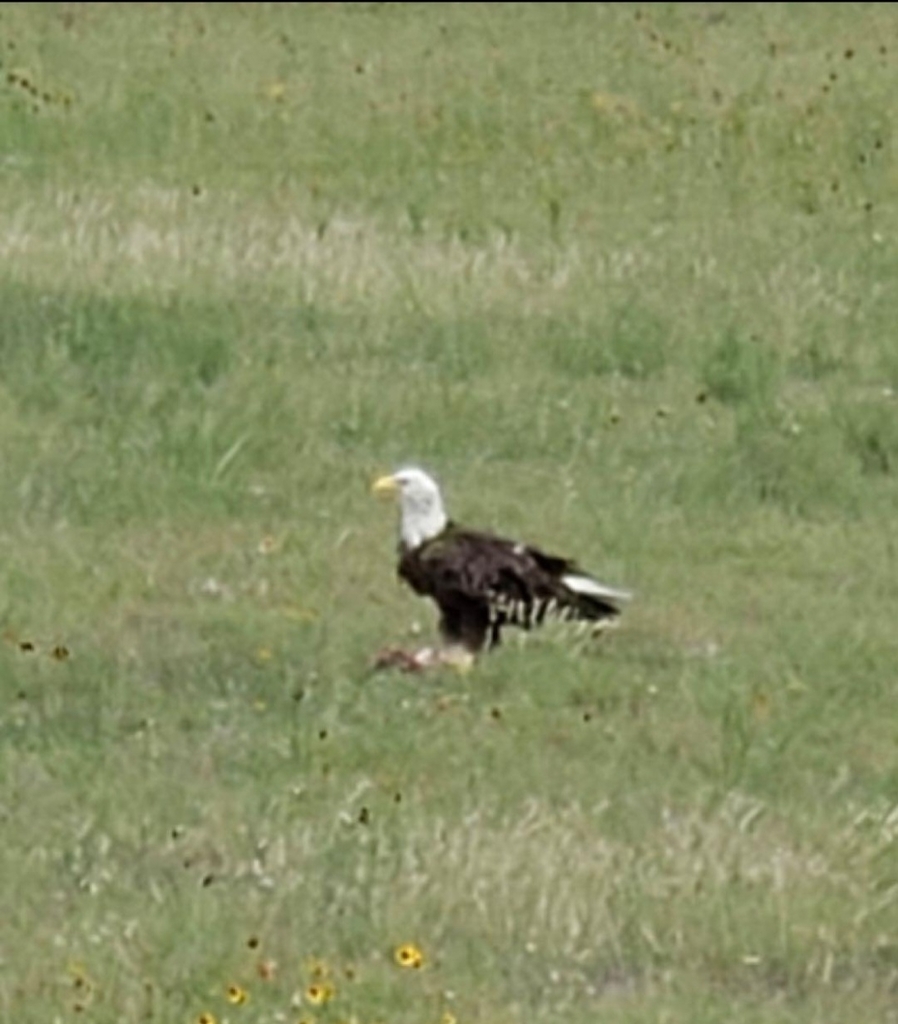 Bald Eagle in June 2022 by Sara Richter. Not my picture · iNaturalist