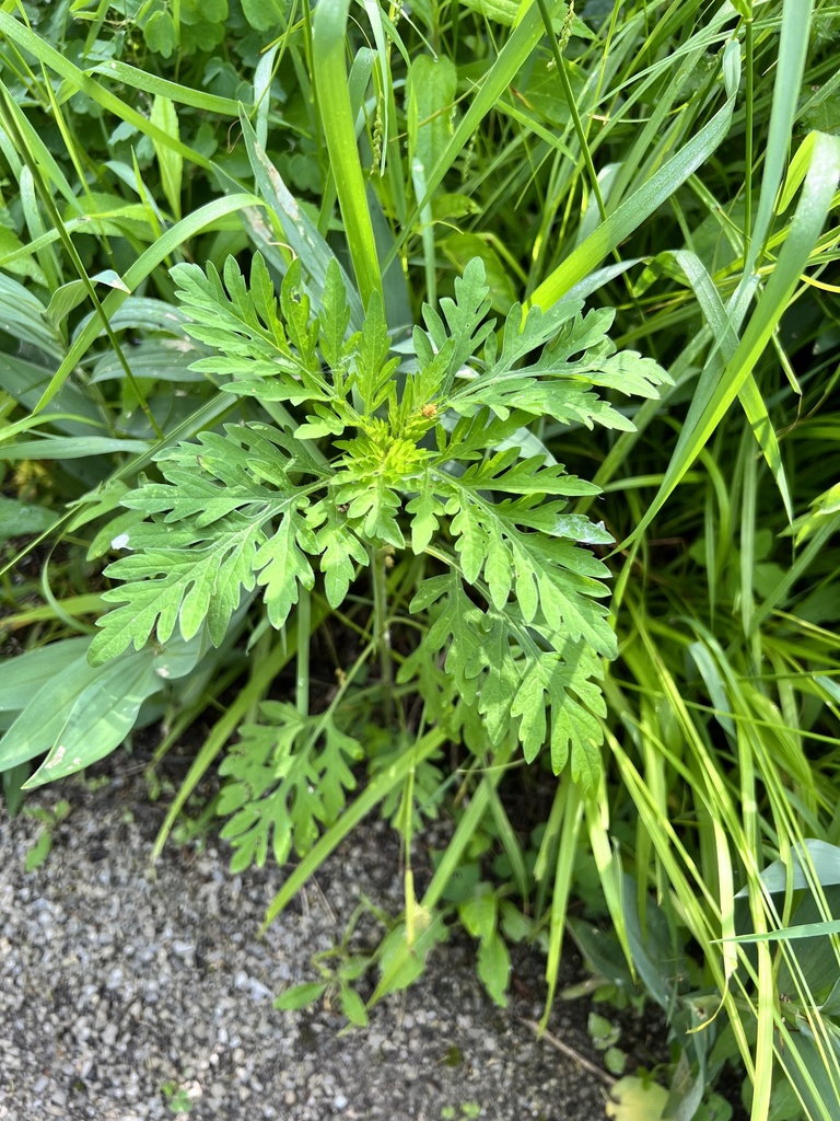 common ragweed from King, Ann Arbor, MI, US on June 8, 2022 at 10:07 AM ...