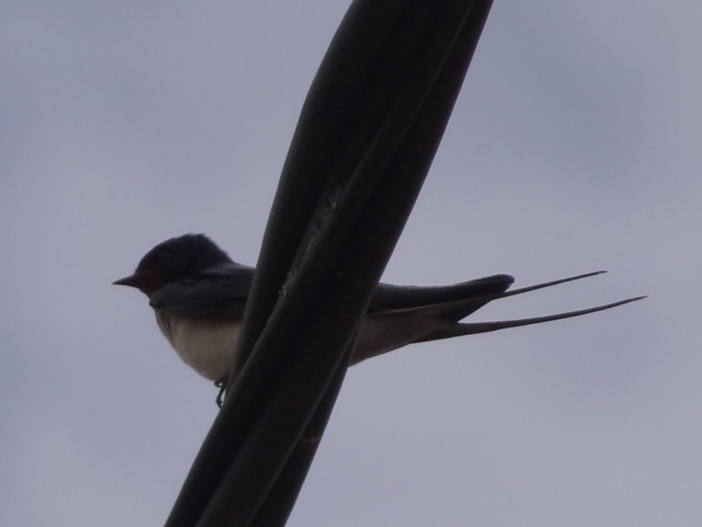 Barn Swallow from Rue Neuve, 62232 Hinges, France on June 08, 2022 at ...