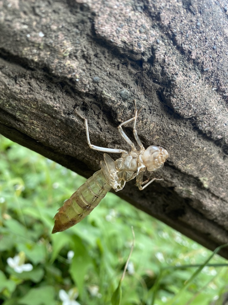 Anax julius from 井之头恩赐公园, 三鹰市, 东京, JP on June 7, 2022 at 10:02 AM by ...