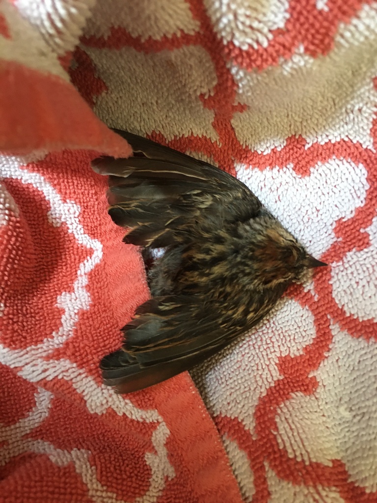 New World Sparrows from Towne Square Rd, Wendell, NC, US on June 8 ...