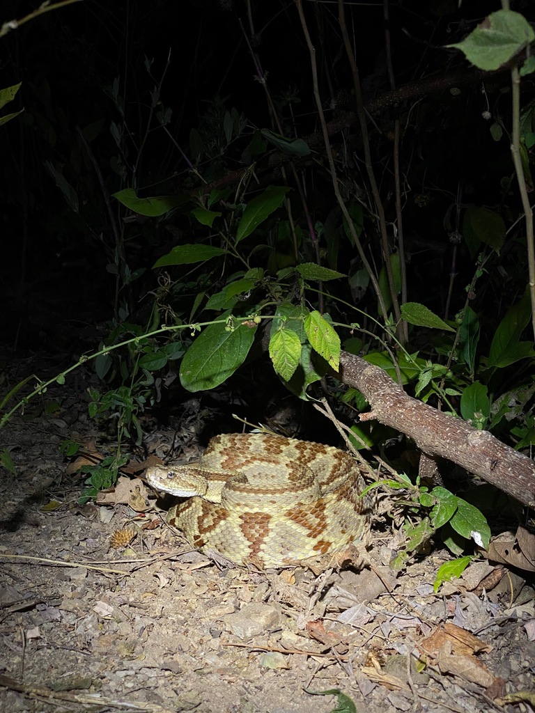 Central American Rattlesnake from Guanacaste, Costa Rica on January 12 ...