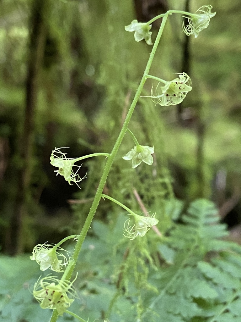 Leafy Mitrewort in June 2022 by k8ers · iNaturalist