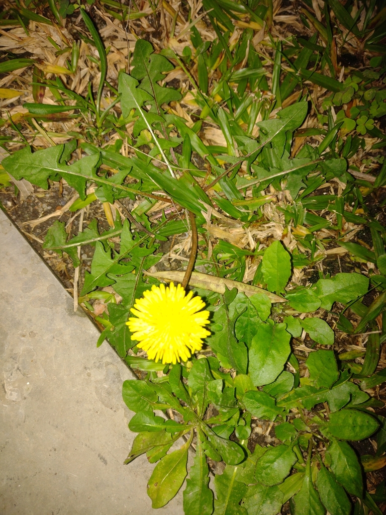 common dandelion from Jardim Europa, Pelotas - RS, 96080, Brasil on ...