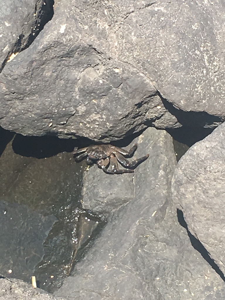 East Atlantic Sally Lightfoot Crab from Acesso à Marina do Funchal ...