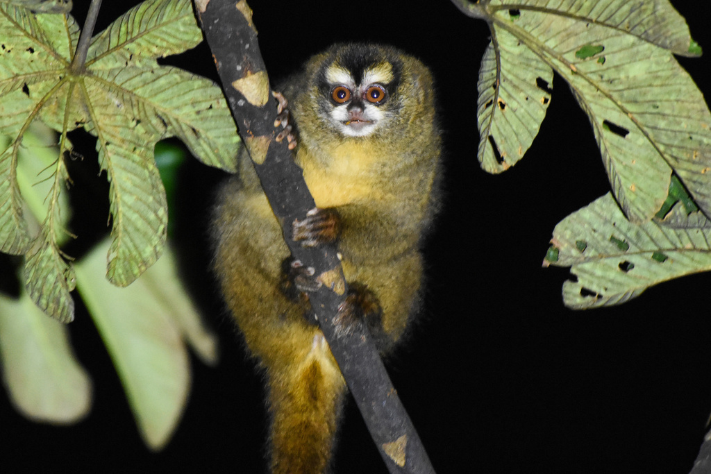 Colombian Night Monkey in October 2018 by Luis Panama · iNaturalist