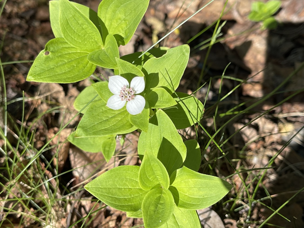 dwarf dogwoods from Rogers Park, Anchorage, AK 99508, USA on June 6 ...