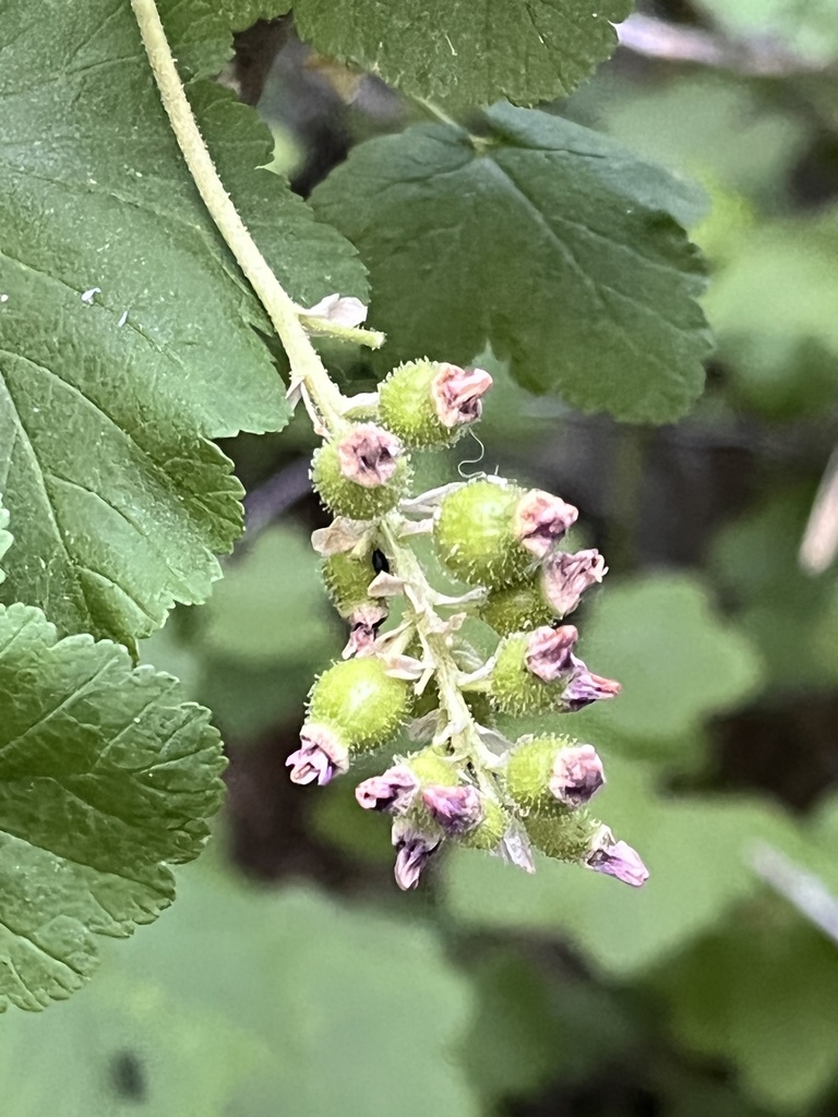 mountain pink currant from San Bernardino National Forest, Pine Cove ...