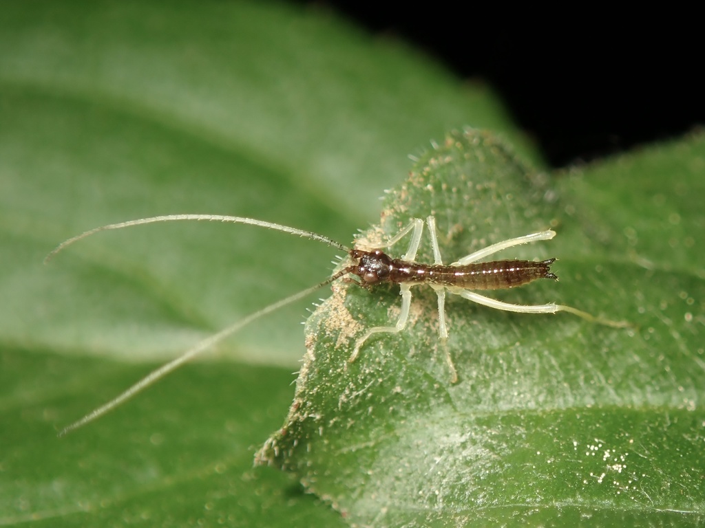 Two-spotted Tree Cricket from Oakwood, Windsor, ON, CA on June 07, 2022 ...
