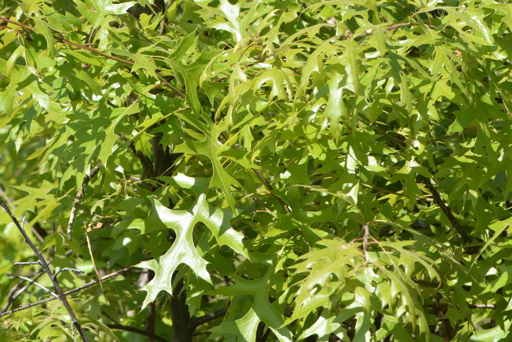 northern pin oak from Bayfield County, WI, USA on June 8, 2022 at 11:51 ...