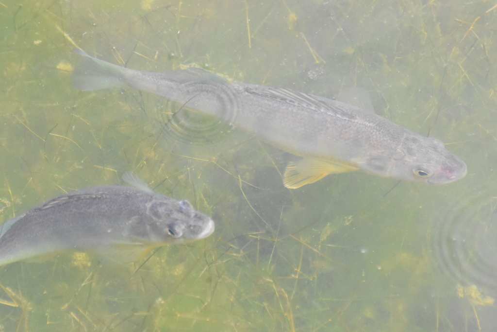 Yellow Perch from Bayfield County, WI, USA on June 08, 2022 at 01:55 PM ...