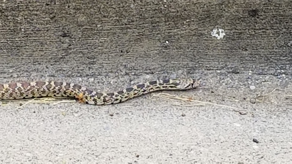 Gopher Snake from Washington, US on June 08, 2022 at 03:26 PM by Linda ...