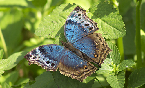 Subspecies Protogoniomorpha temora virescens · iNaturalist