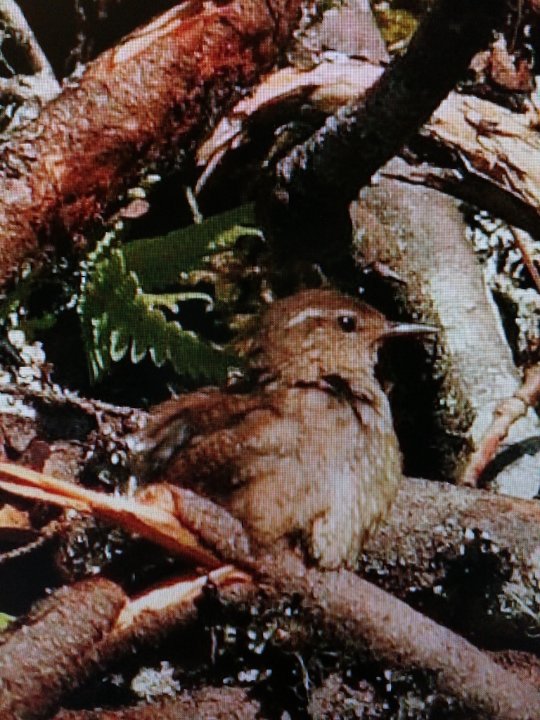 Something by Jennifer MORINAY · iNaturalist