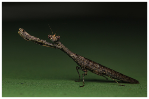 Genus Ambivia · iNaturalist