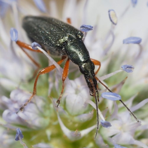 Género Stenostoma · iNaturalist Mexico