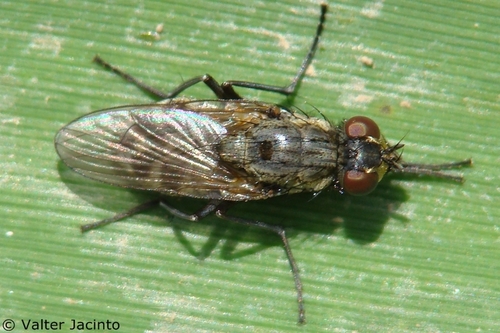 Lispe tentaculata · iNaturalist