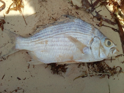 mojarra brasileña (Eugerres brasilianus) · iNaturalist Mexico