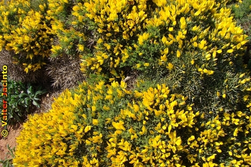 Subspecies Ulex argenteus erinaceus · iNaturalist