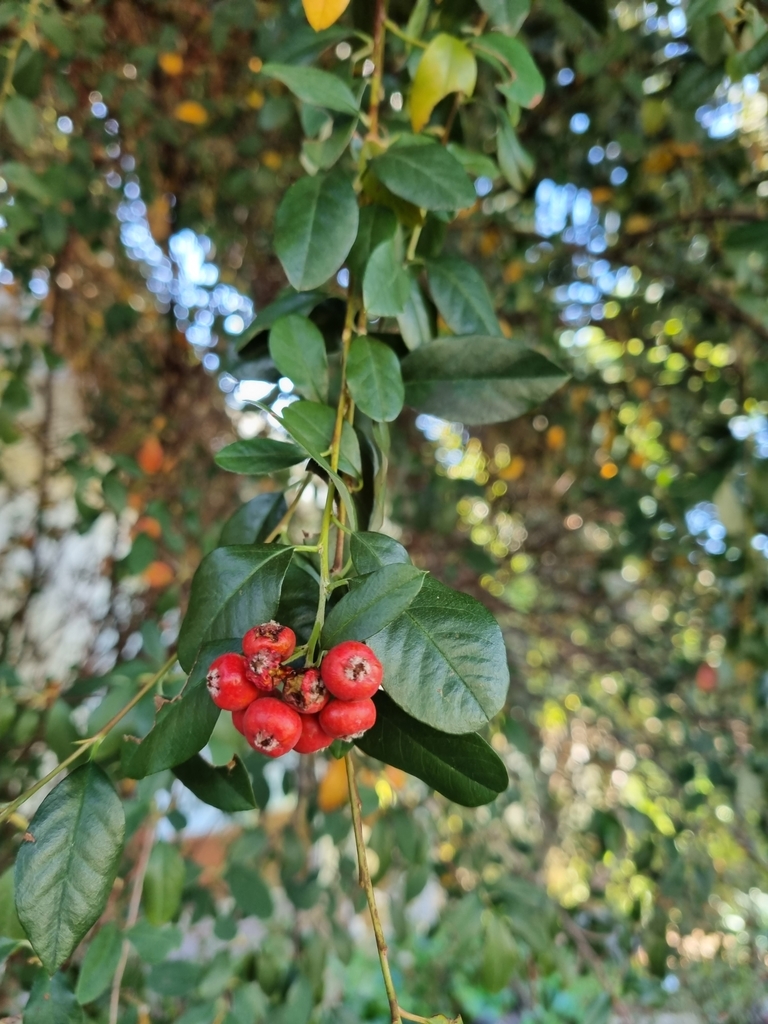 Maleae from Beaufort West, 6970, South Africa by Mariaan Claassen. Can ...