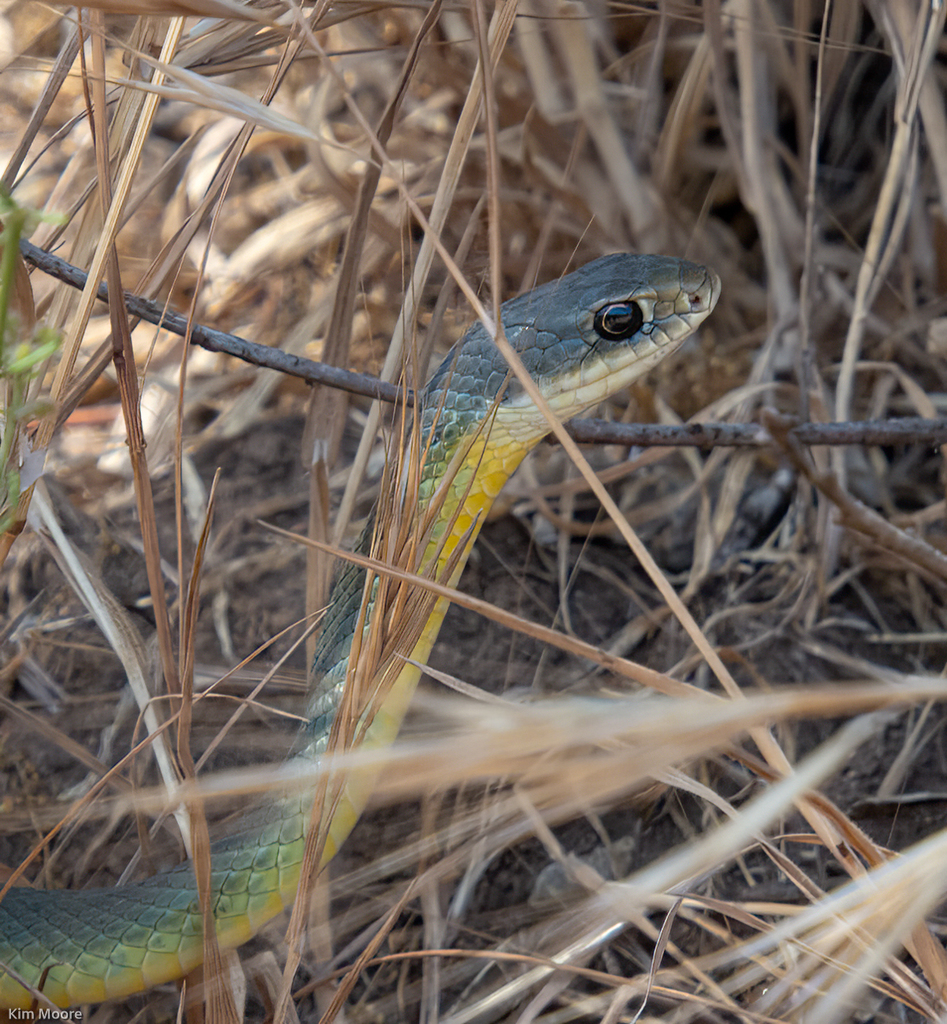 Western Yellow-bellied Racer from Orange County, CA, USA on June 8 ...
