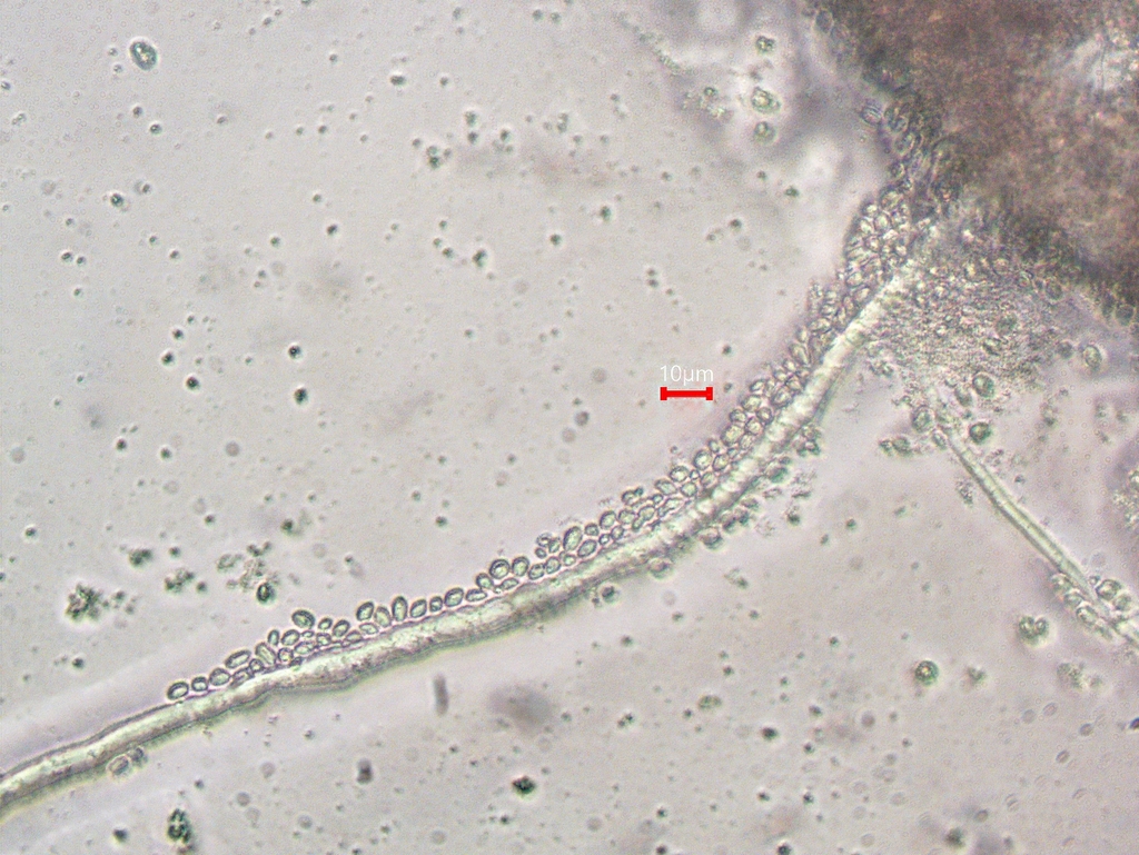 Fungi Including Lichens in June 2022 by Kate Calderwood. LC ...
