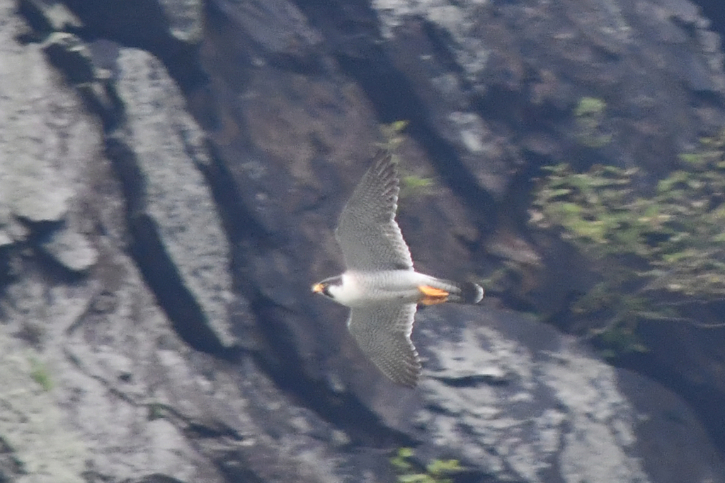 Peregrine Falcon from Washington County, MD, USA on May 24, 2022 at 05: ...
